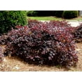 ( 1 ) - Daruma Dwarf Loropetalum - Starter Plant ( 5m ) ( 1 live plant ...