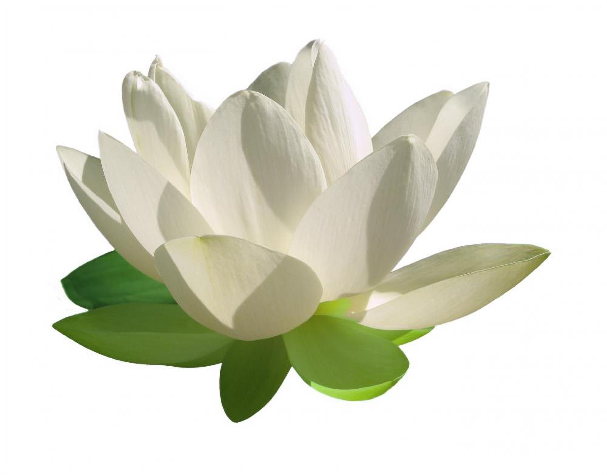 Wallmonkeys White Lotus Flower Peel and Stick Wall Decals WM324906 (36 ...