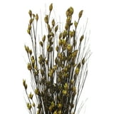 Vickerman 36-40" Long Stem Bell Grass with Basil Colored Seed Pods, 2 ...
