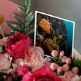 3drose, Marine Life, Sponges, Invertebrate, Galapagos Islands - Sa07 ...