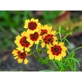 1000 GOLDEN WAVE COREOPSIS (Goldenmane Tickseed) Coreopsis Basalis ...