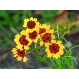 1000 GOLDEN WAVE COREOPSIS (Goldenmane Tickseed) Coreopsis Basalis ...
