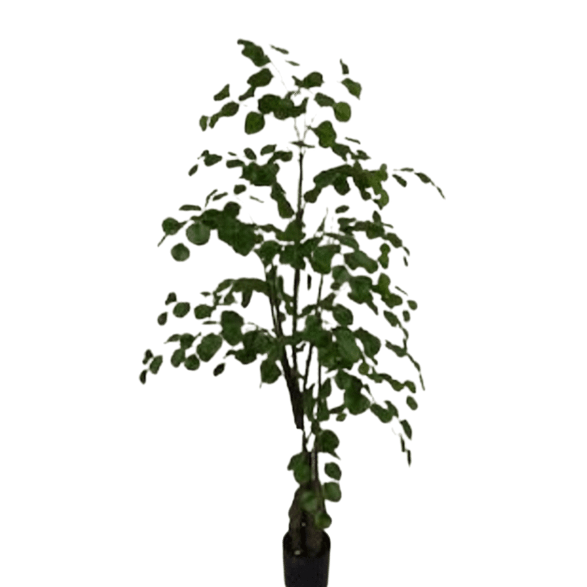 Planta Decorativa Arbol De Eucalipto 150cm Knasta Chile