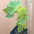 T312A Sugar Sweet Green Table Grape Vine in Pot Large Oval Juicy Crunch ...