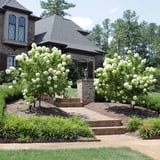 Dwarf Limelight Hydrangea Tree for Outdoor and Fresh Arrangements - Not ...