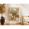 Calabrian Chili Botanical Vintage Kitchen Poster Wall Art Decor 24x36 ...