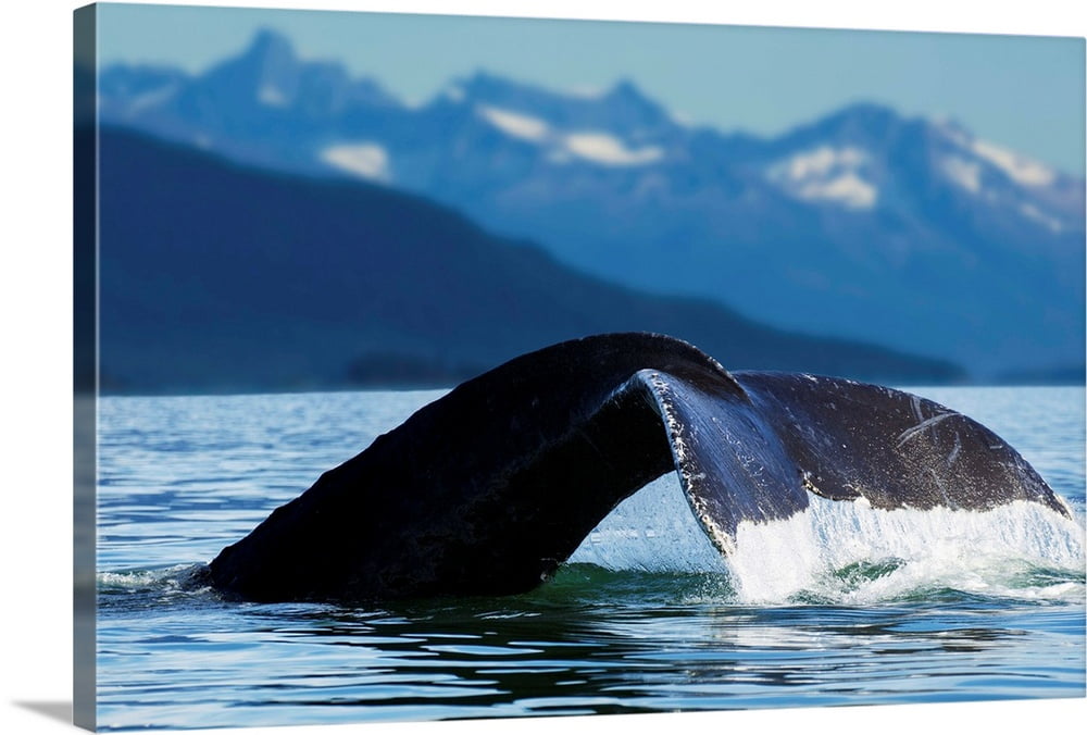Great BIG Canvas | "A Humpback whale lifts its flukes, Stephens Passage ...