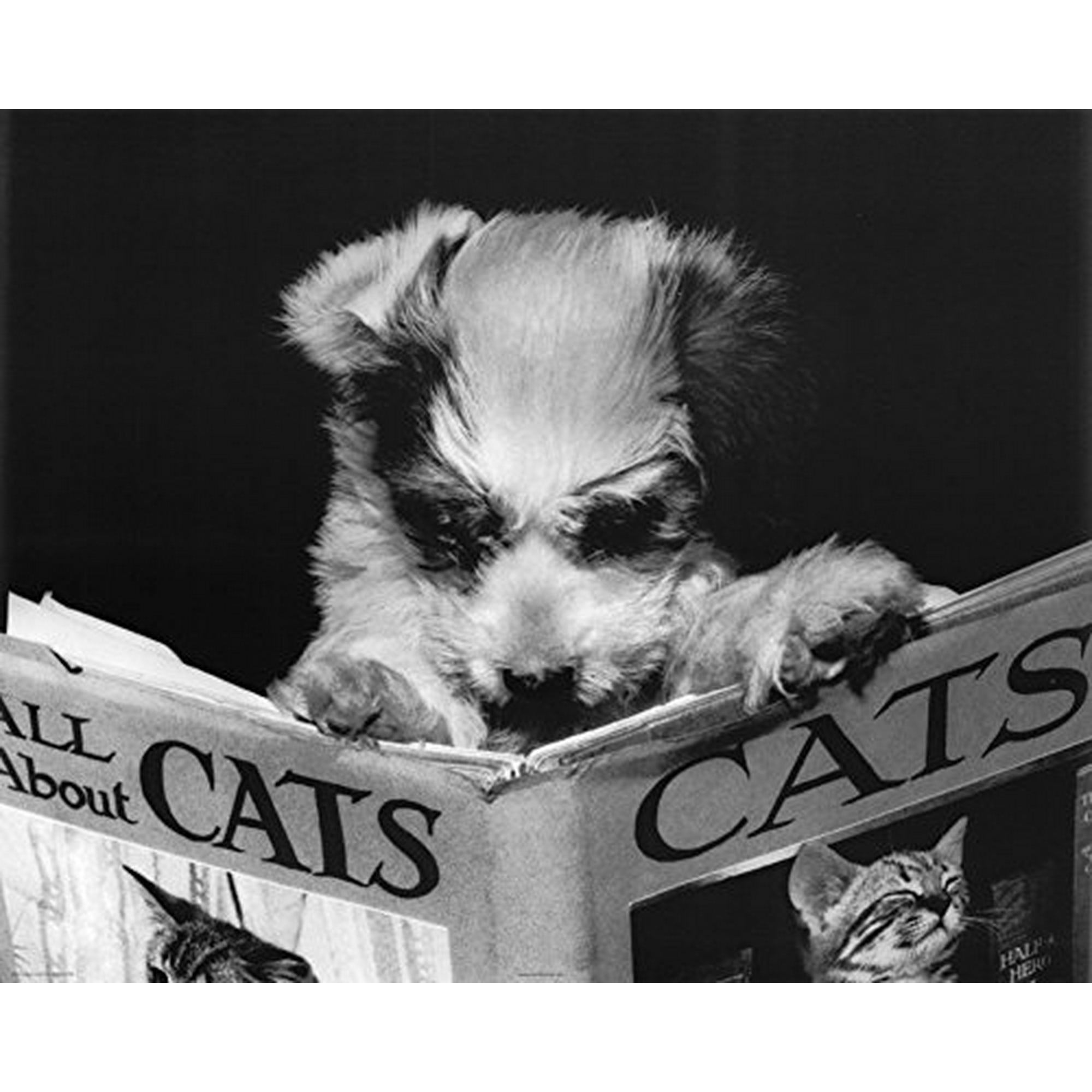 Dog And Cat Reading