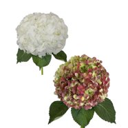 Hydrangeas Jumbo 12 Stems of Green and Hulk Farm Direct Fresh Cut ...