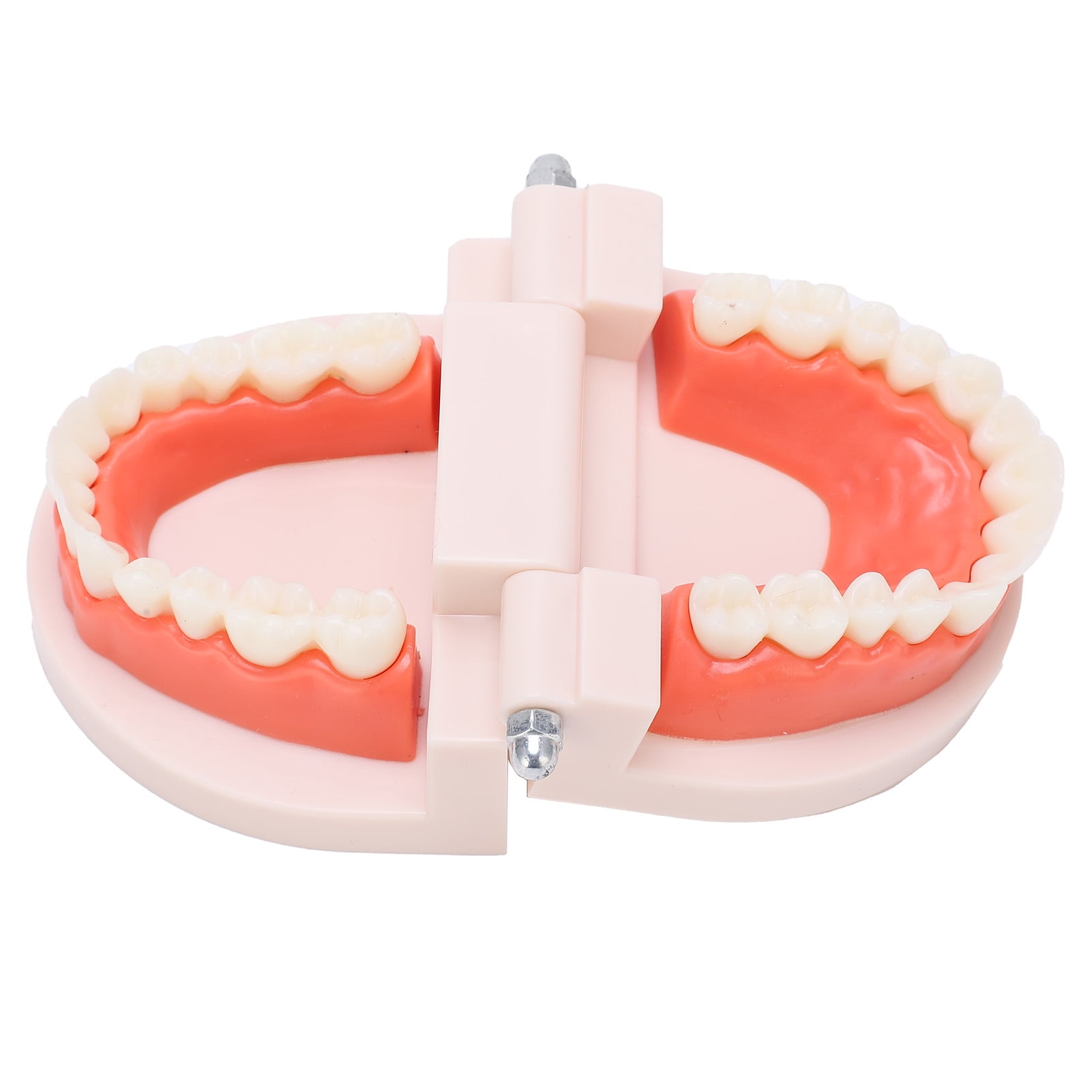 Click here for Ymiko Denture Model  Professional Anti-Oxidation T... prices