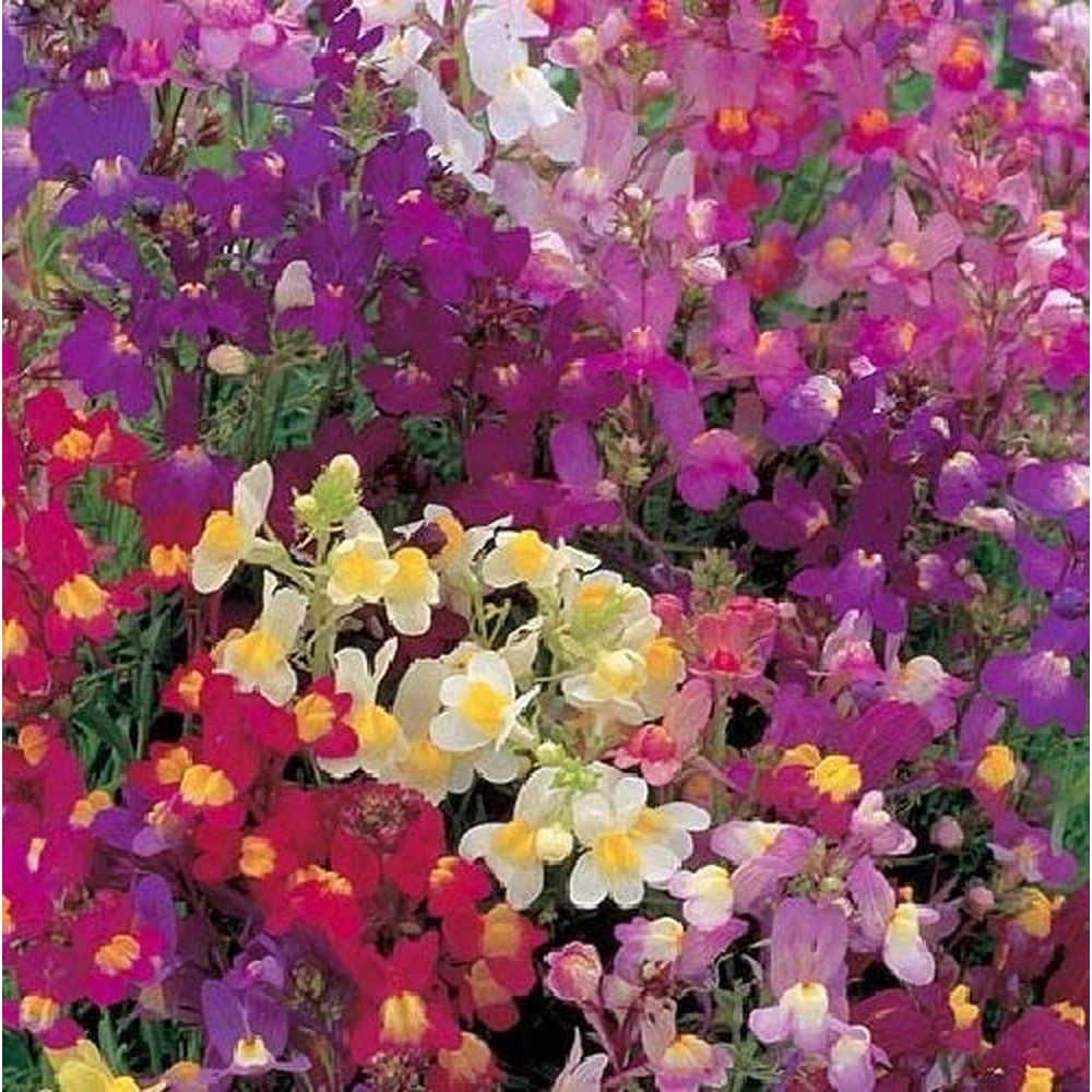 Toadflax Dwarf Fairy Mix Bouquet Flower Seeds, 5000 Seeds Per Packet ...