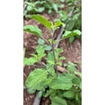 Plant Good Seed, Holy Basil Seeds, 200 Count, Fragrant Tulsi - Walmart.com