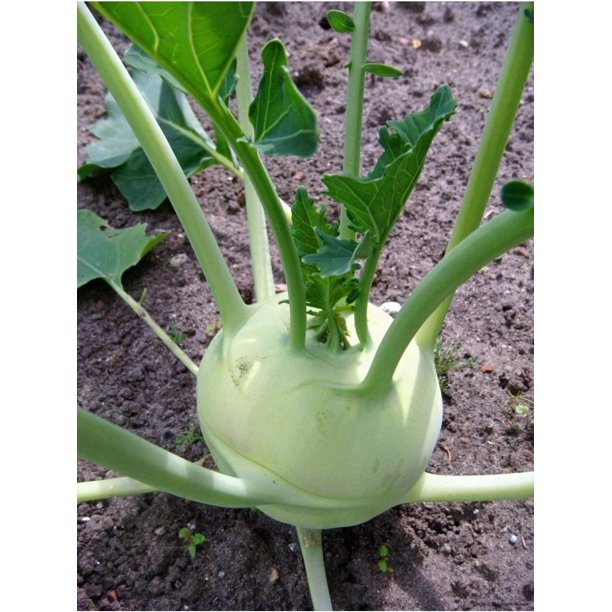 sUA - Kohlrabi German Cabbage Turnip Giant Heirloom Biennial Vegetable ...