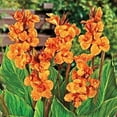 Canna Plant, Large Leaves Used In Gardens And Home Gardens. Grows ...
