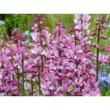 10 RED GAS PLANT Fragrant Fire Plant Dictamnus Albus Ruber Flower Seeds ...