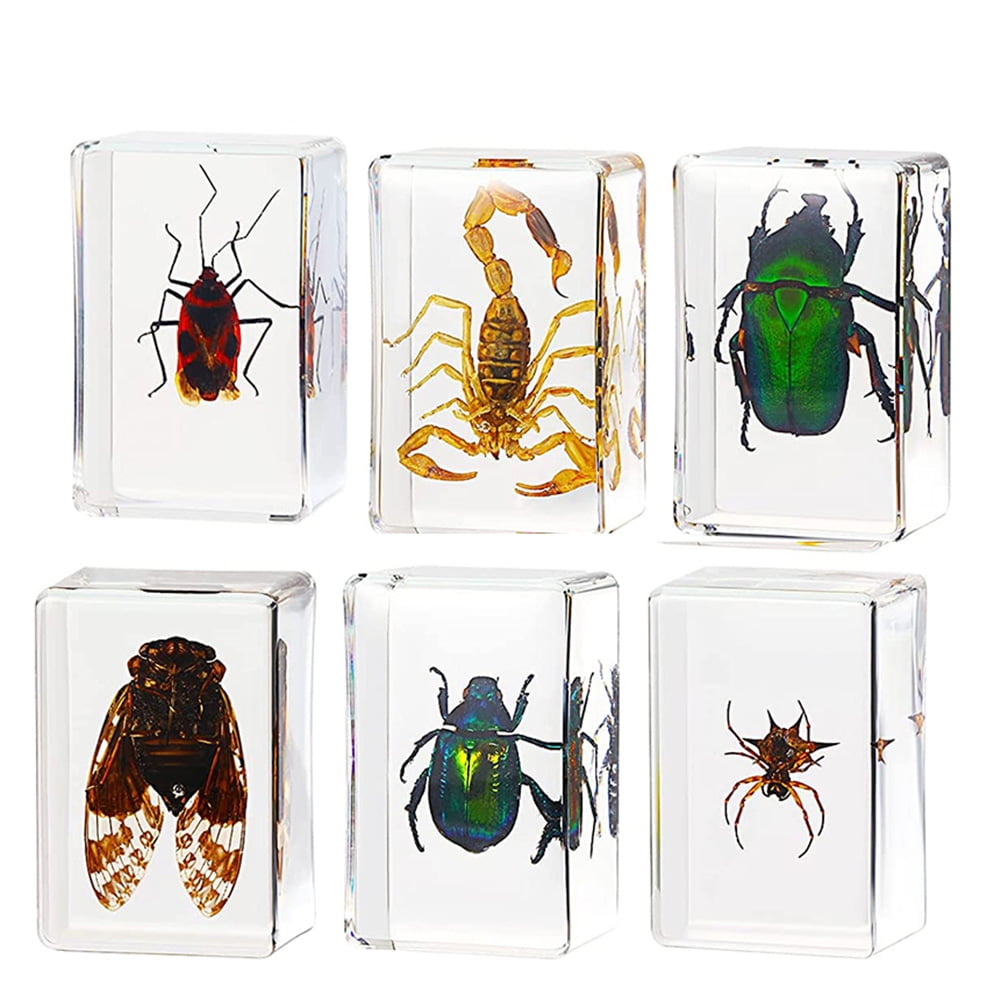 Buy 6-Pack Insect Resin Specimen Cicada Collection Paperweight Arachnid ...