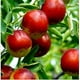 Chinese Date Bonsai Tree Seeds for Planting - 6 Seeds - Jujube, Chinese ...