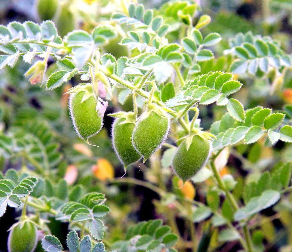 50 Brown Lentils Plant Seeds - Grow Your Own Food - Walmart.com