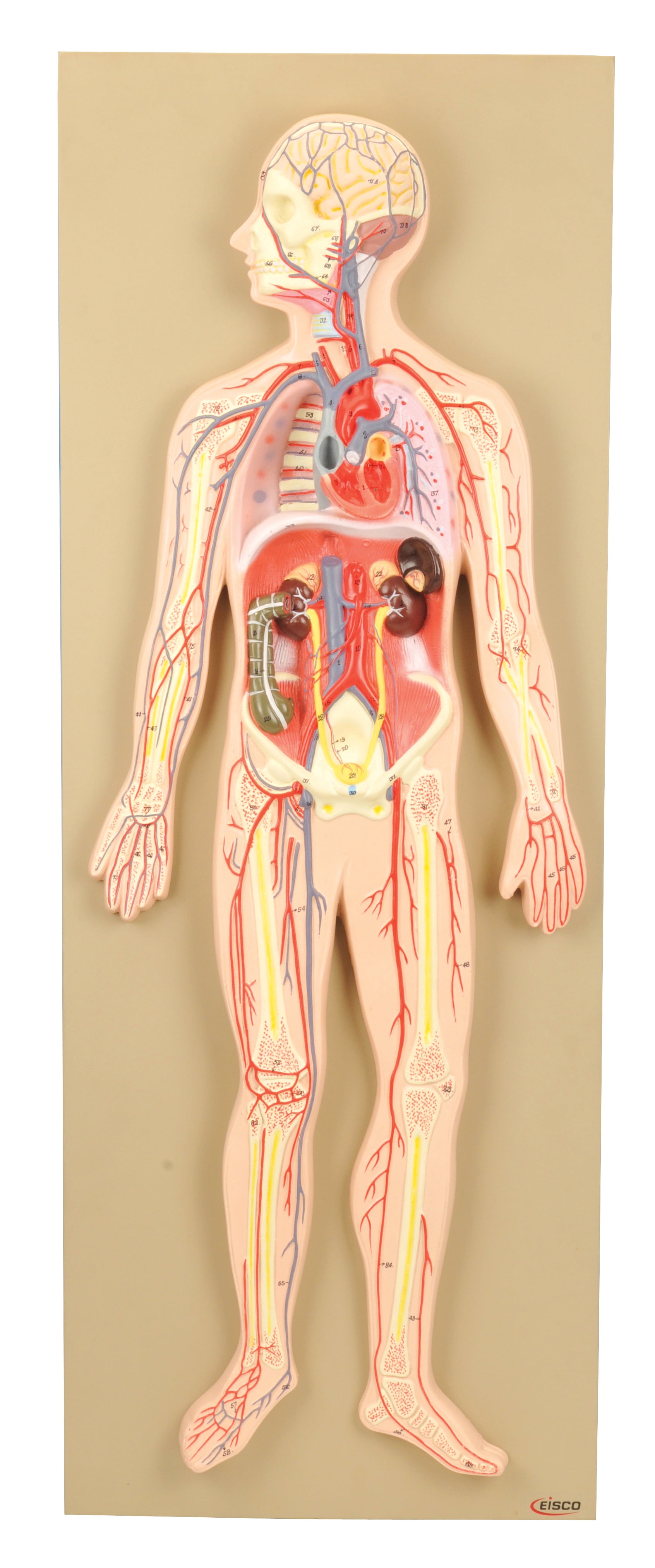 Human Circulatory System Model
