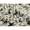 200 WHITE MIGNONETTE Reseda Alba Very FRAGRANT Flower Seeds - Walmart.com