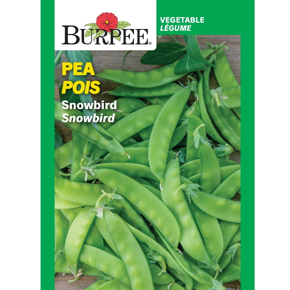 Click here for Burpee Canada Burpee Snowbird Pea prices
