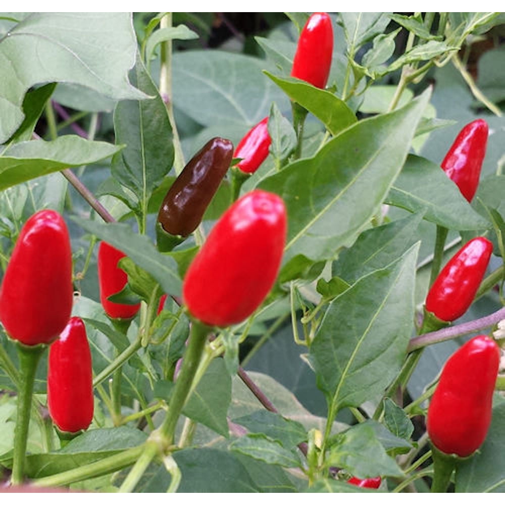Chiltepin - Tepin Hot Pepper 50 Seeds - Hottest Bird Pepper In The ...