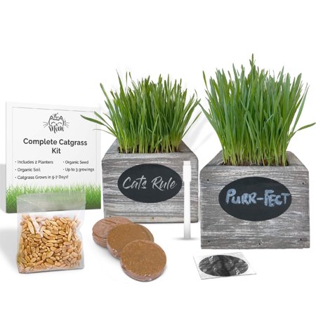 Organic cat grass Seeds Kit with 2 Square Planters & Soil Pucks, Seeds ...