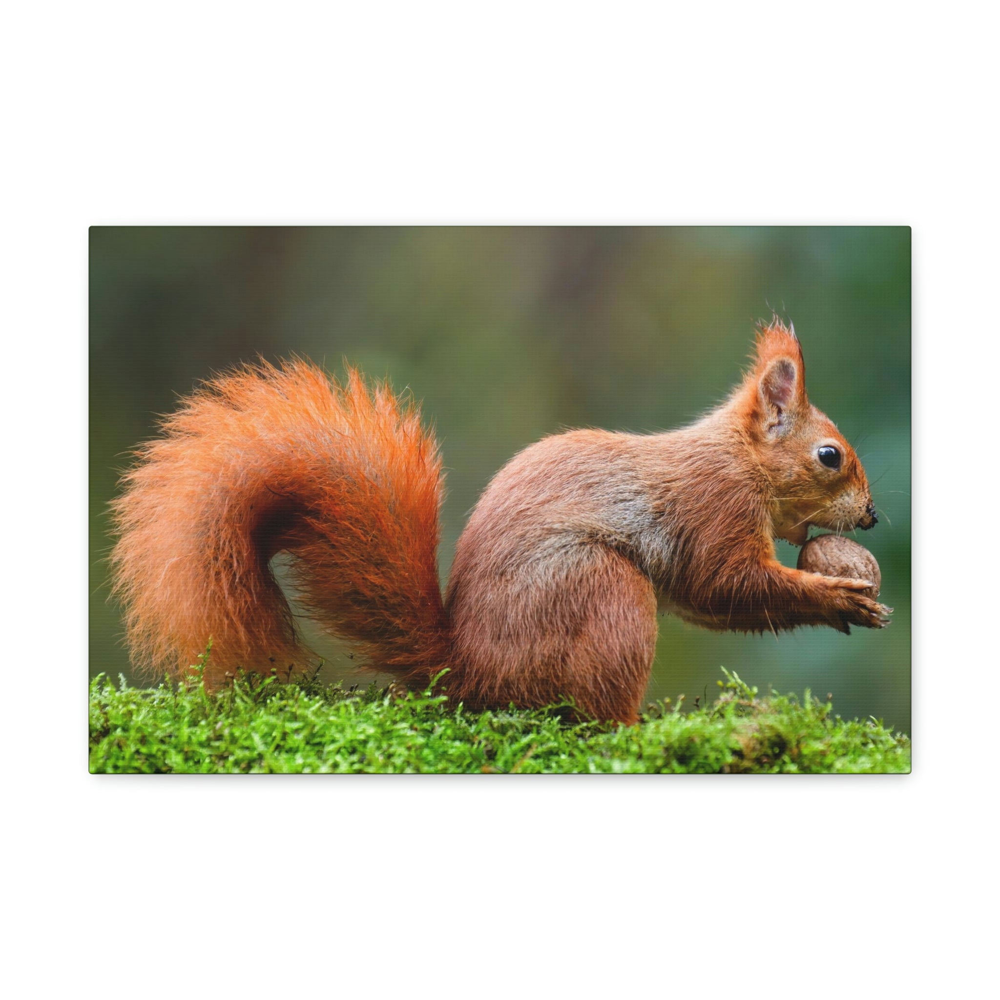 Squirrel Hunting Squirrel on Hunt Print Animal Wall Art Wildlife Canvas Prints Wall Art Ready to ...