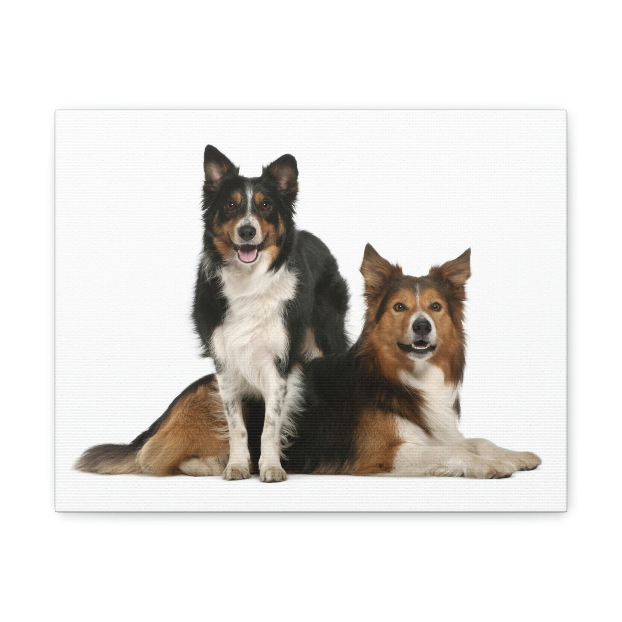 Border Collie Couple Border Collie Troop Print Animal Wall Art Wildlife ...