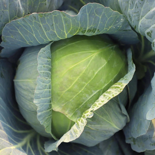 Cabbage Seeds - Xtreme Vantage Variety Cabbage Seeds - Non-GMO - 50 ...