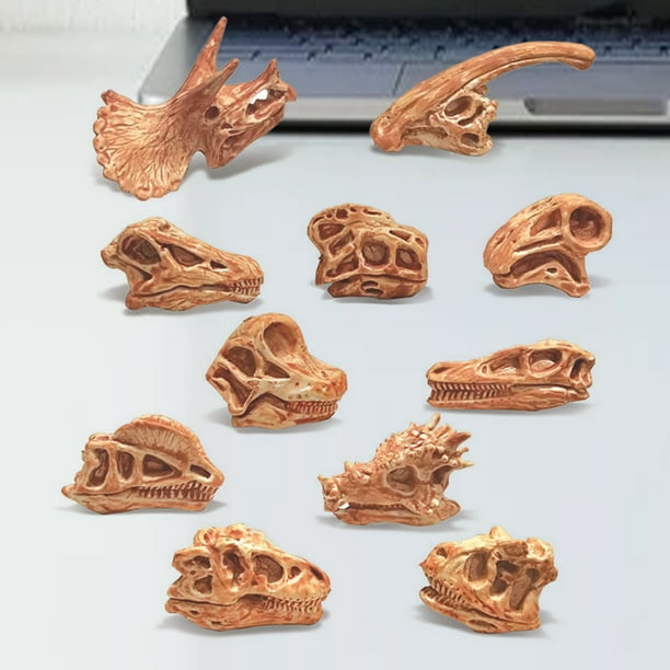 Set of 11 Highly Realistic Dinosaur Fossil Models - Vividly Hand ...