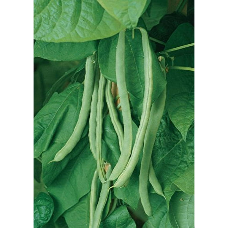Growing Kentucky Wonder Pole Beans