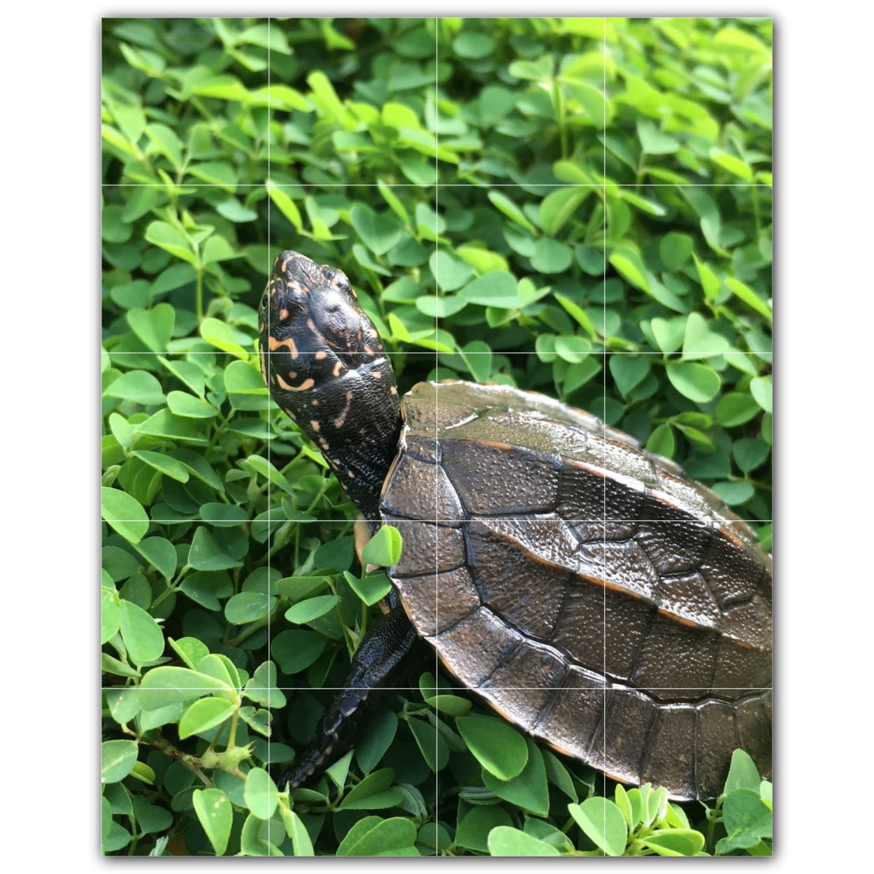Picture-Tiles.com: Turtle Ceramic Tile Wall Mural WAL501079-45L. 32"W x ...