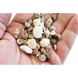 4 oz (1 Cup) Tiny Indian Ocean Shells Mix Mini Shells 1/4" Seashells ...