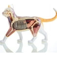 4D Vision Orange Cat Anatomy Model - Walmart.com