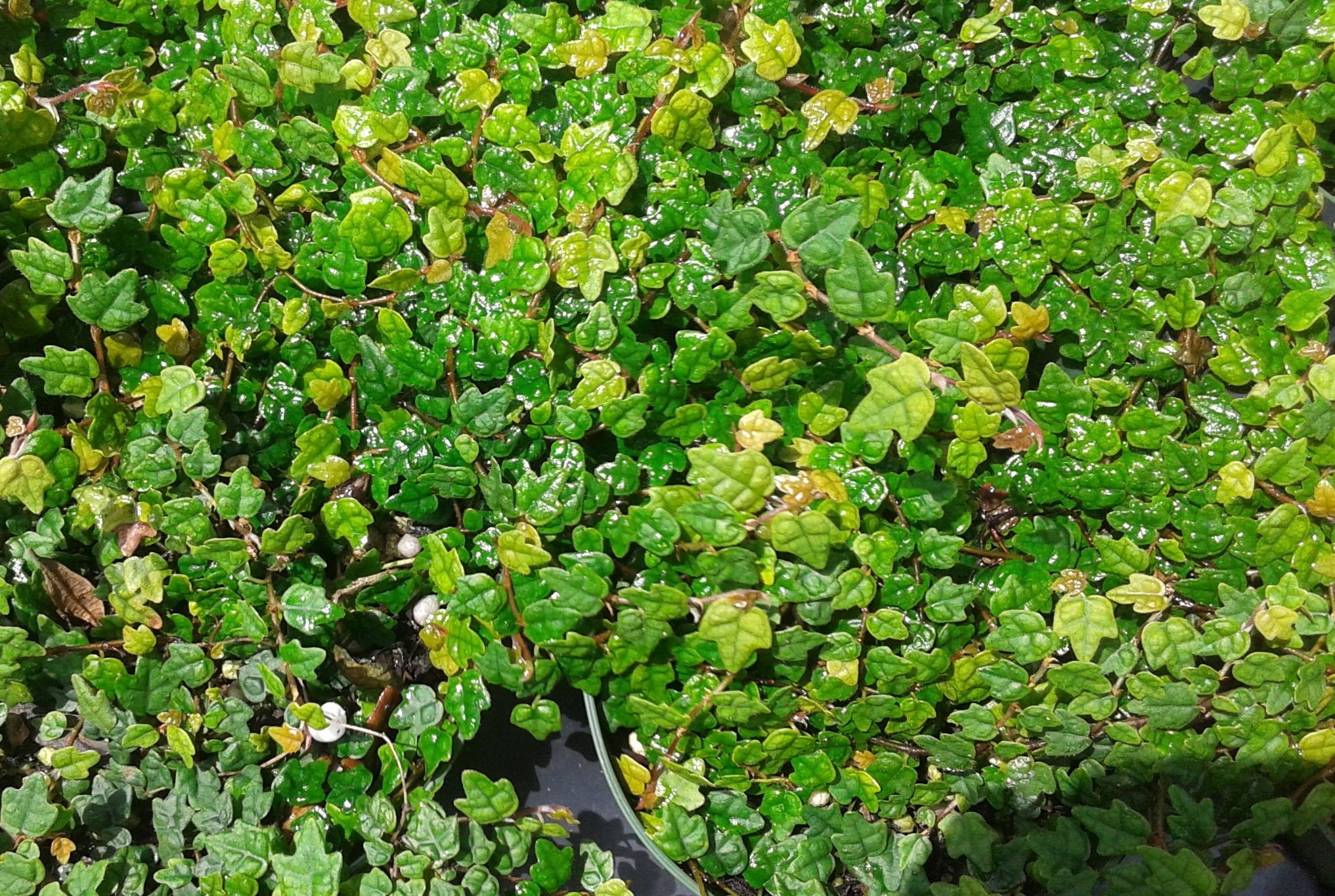 Ficus Pumula Quercifolia, Mini Oak Leaf Creeping Fig Starter Plants ...