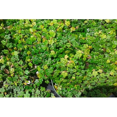 Ficus Pumula Quercifolia, Mini Oak Leaf Creeping Fig Starter Plants ...