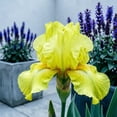 Exotic Rare Iris - Tall and upright - Cold-resistant - Suitable for ...