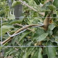 Pack Of 100 Fruit Tree Branch Pullers Plums Tree Open Angles Pull For ...