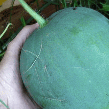 Everwilde Farms - 40 Black Diamond Watermelon Seeds - Gold Vault Jumbo ...