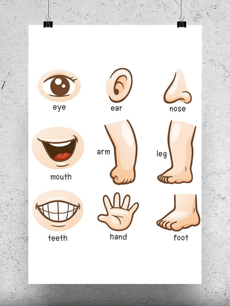 Body Parts Poster -Image by Shutterstock - Walmart.com