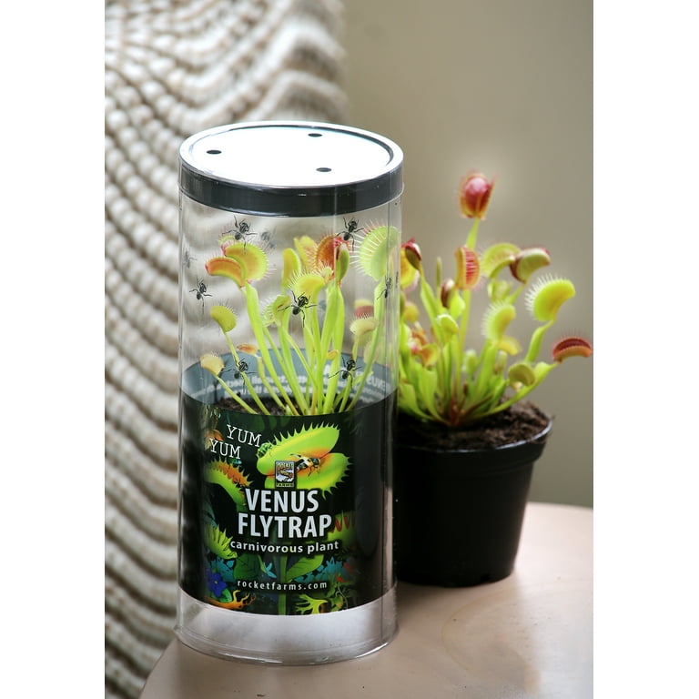 Rocket Farms Venus Flytrap 3 Carnivorous Indoor Live Plant 1pk Walmart