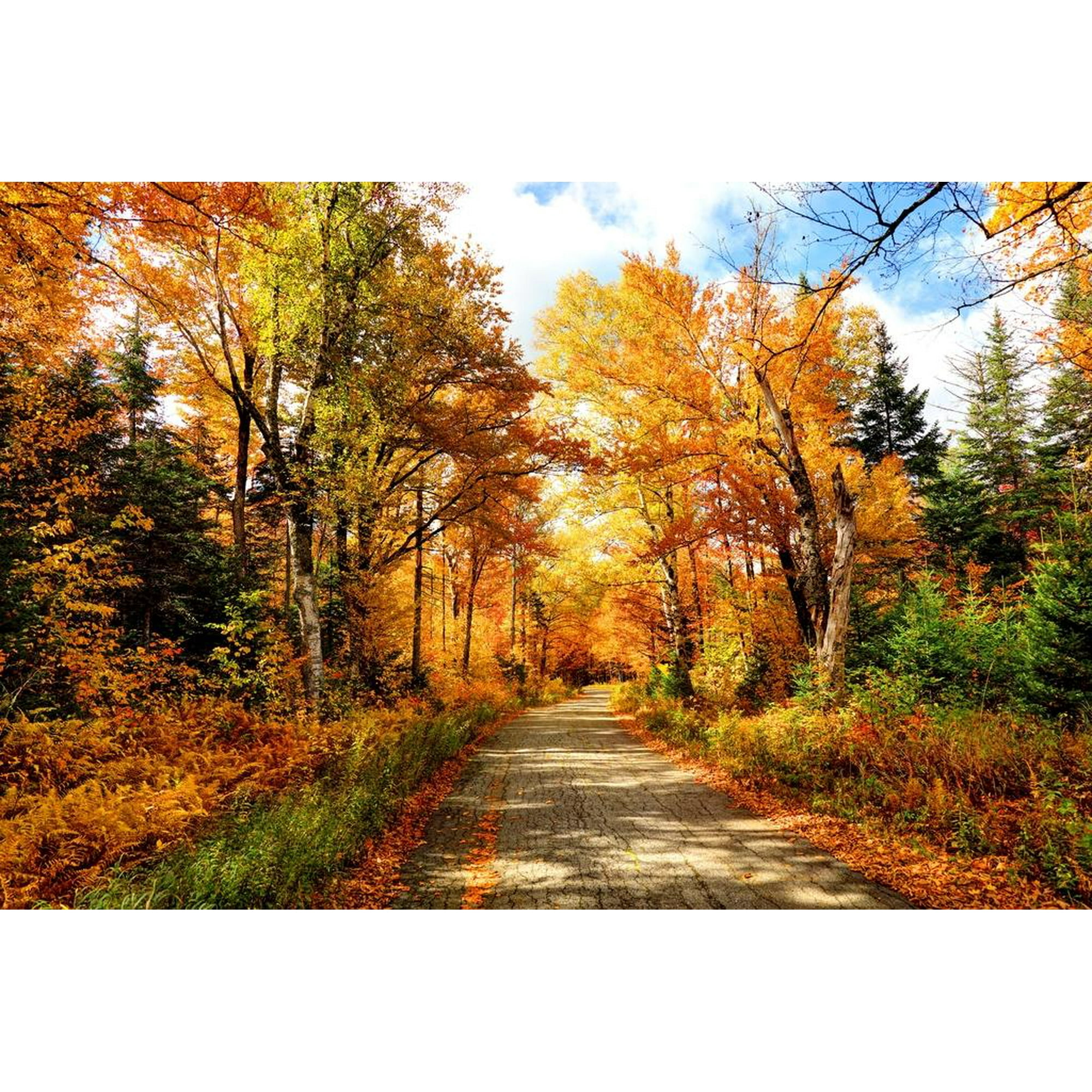 Fall Trees Road