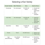 Issai Kiwi Live Plant - Actinidia arguta - Wellspring Gardens Starter ...