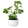 PLANT NOOK Batface Cuphea (Cuphea llavea) Live Plant Starter Plug 2 ...