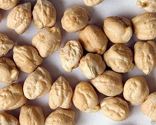 Garbanzo Bean Seeds for Planting - Grow Chickpeas, Make Hummus (20 ...