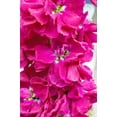 50 Rose PINK STOCK Matthiola Incana Ten-Week Gillyflower Seeds ...