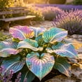 Chill Tolerant Perennial Hosta Mix – Colorful Variegated Leaves ...