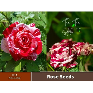 PEMDASGARDEN 30 Rare Blue Climbing Rose Bush Seeds, 3-4 Feet, Hardy ...