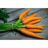 Vegetable Seeds - Kuroda Carrot-500 Heirloom Seeds - Walmart.com
